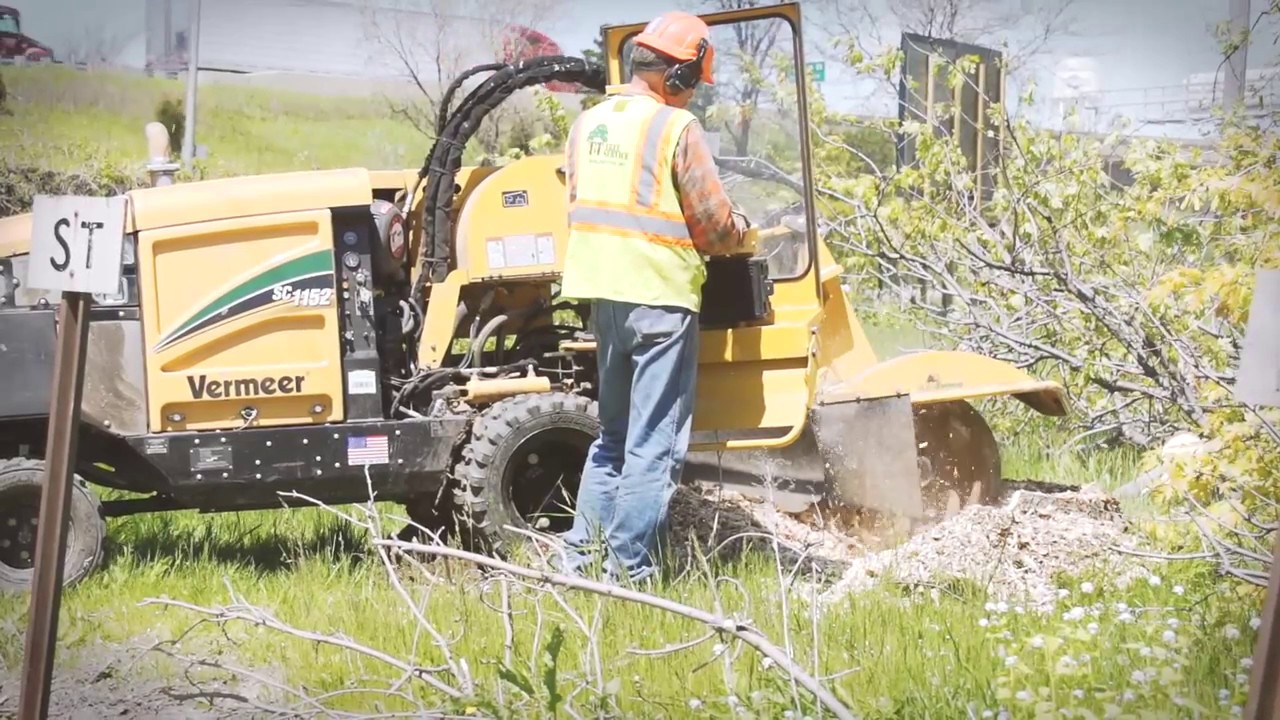 T&T Tree: From Those Who Know - YouTube