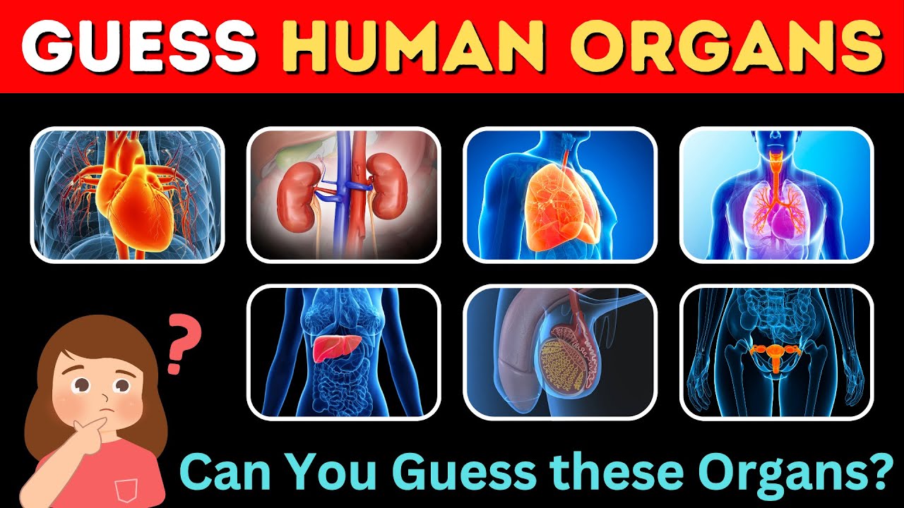 Can You Identify These Human Body Organs? 🧠🔍 | Ultimate Quiz Challenge ...