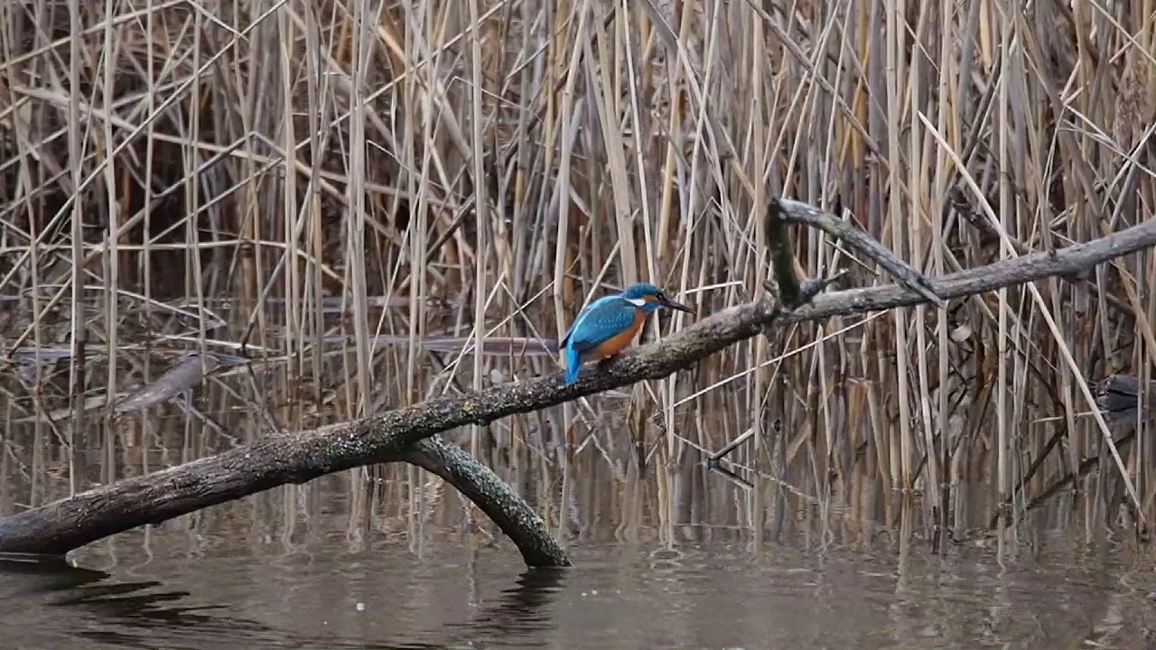 Un martin-pêcheur et son poisson d'avril - YouTube