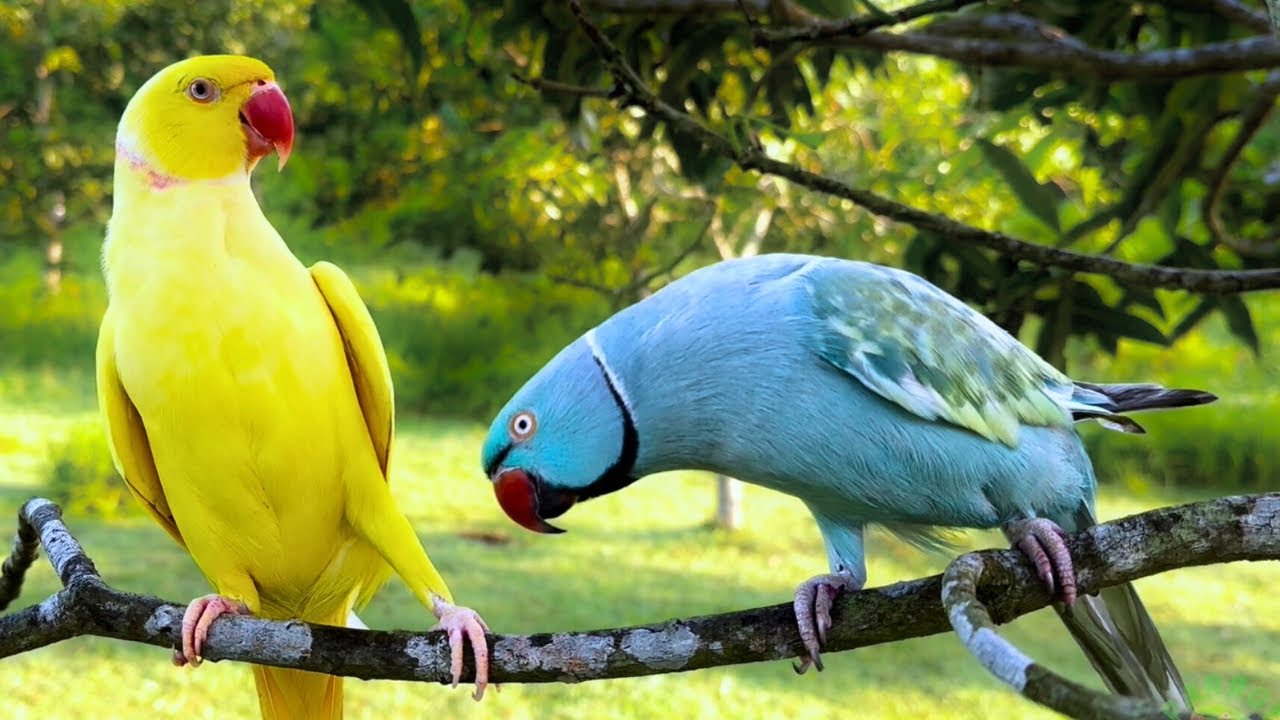 Funny Ringneck Talking Parrot - YouTube