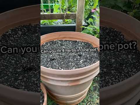 4 Herbs You Can Grow Together in One Pot | Oregano, Sage, Garlic Chives & Thyme 🌱