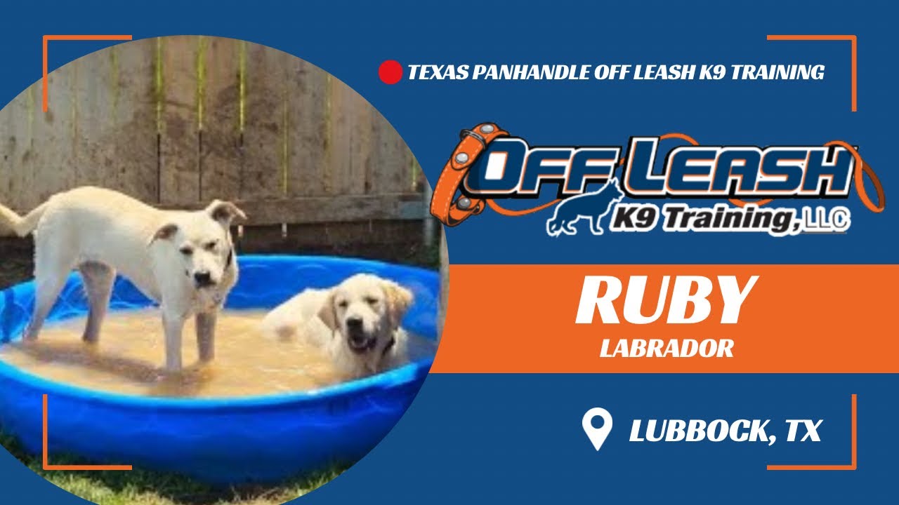 Texas Panhandle Off Leash K9 Training: Ruby, the 6-Month-old Labrador - YouTube