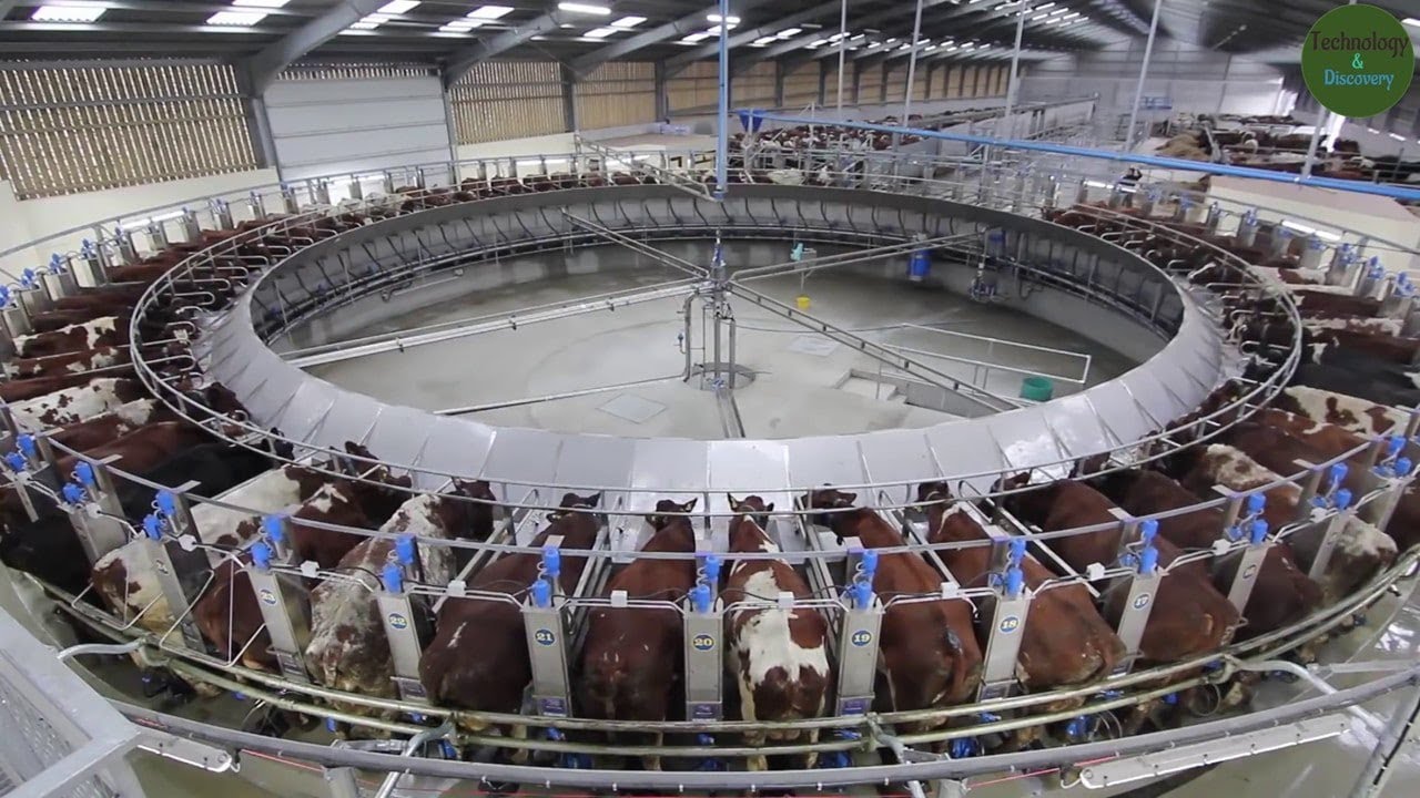 Cow Milking Technology Machine - Smart Dairy Farm - Modern Cow Dairy ...
