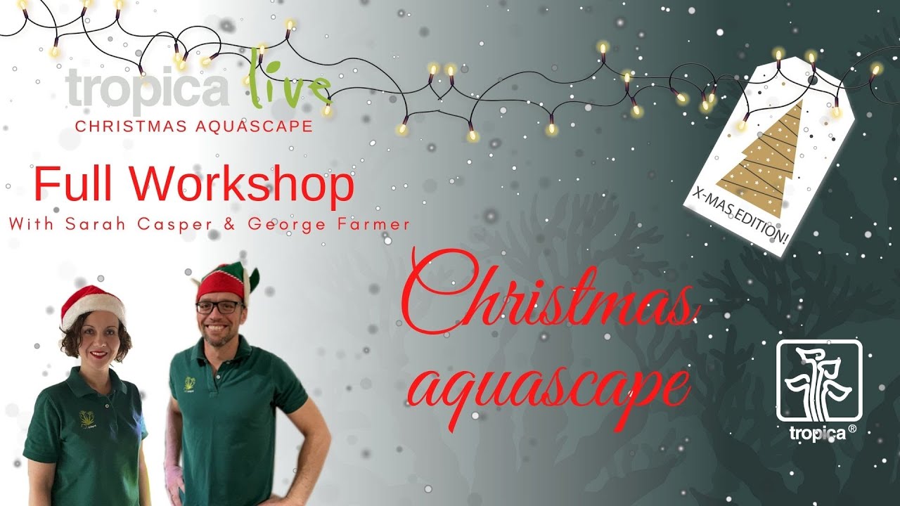 Easy Christmas Aquascape 🎄🎇Sarah Casper & George Farmer featuring a ...