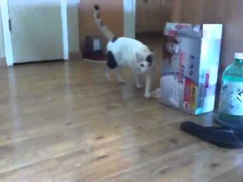 Exploding cat - YouTube