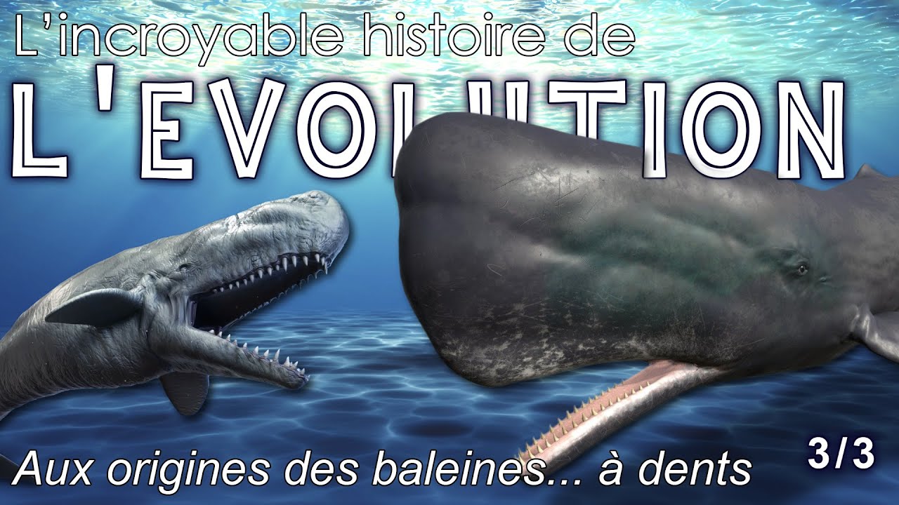 Aux origines des baleines à dents - 3/3 - Paléontologie - Simplex Paléo ...