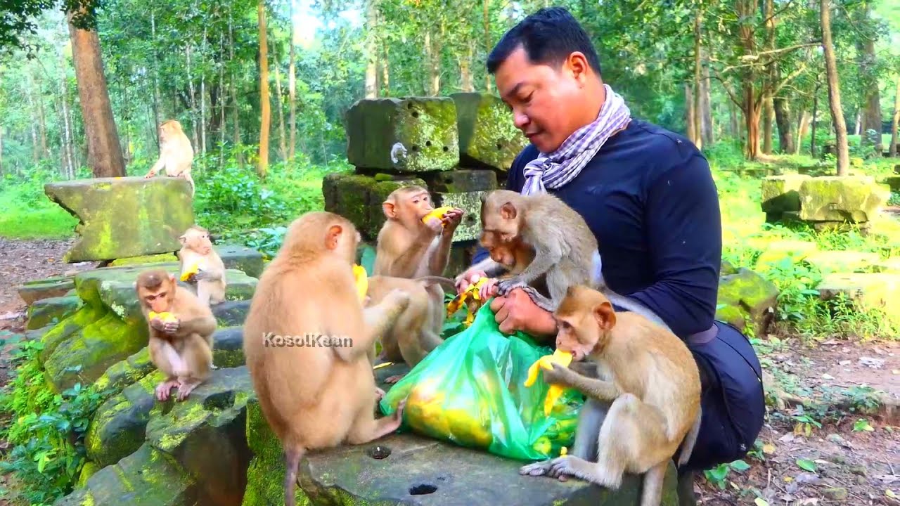 Now we feed small monkey Abby Dawn Angela Sheba Vanna Liza more friends ...