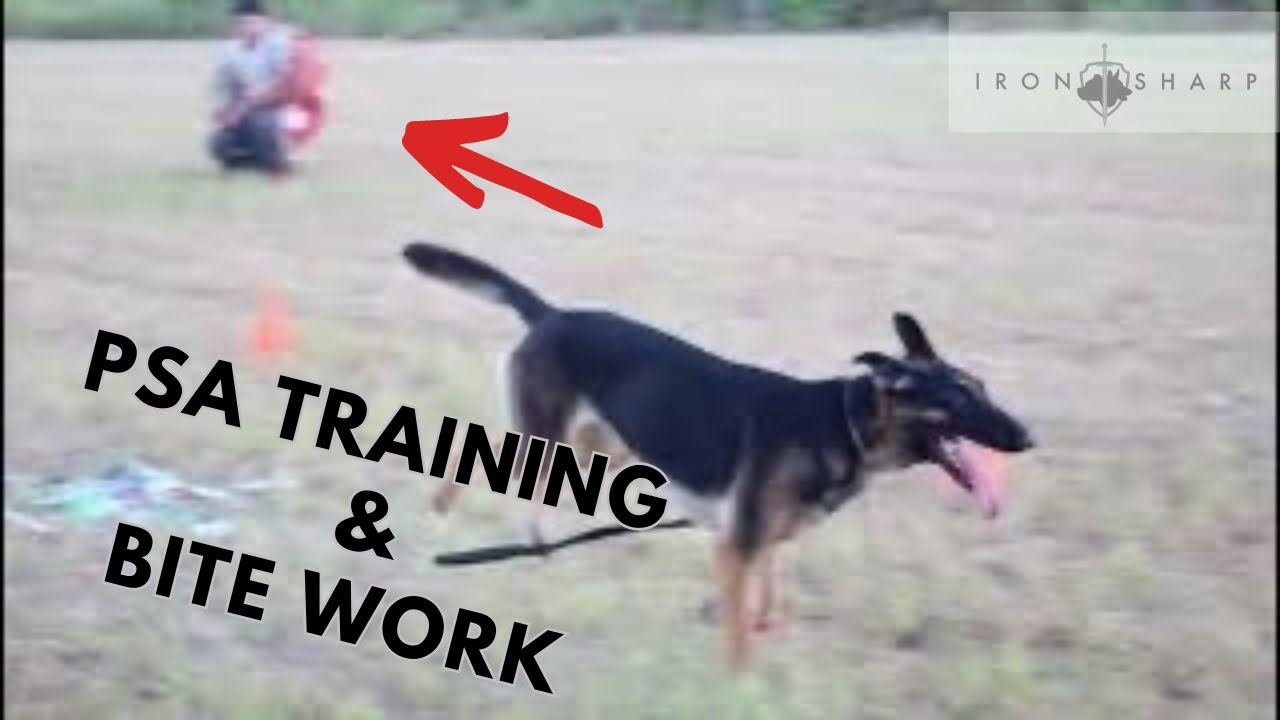 PSA Obedience and Bite Work Training Session - YouTube
