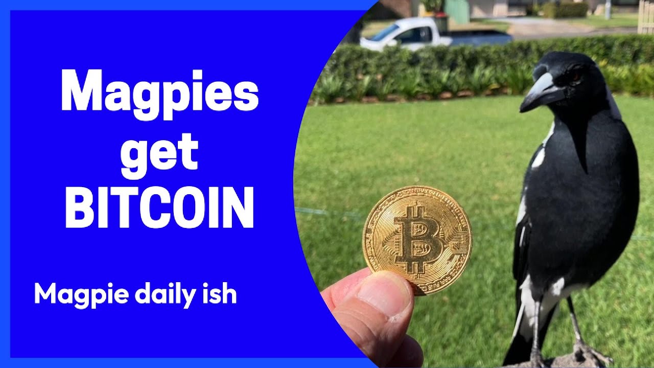 Magpies buy a Bitcoin - YouTube