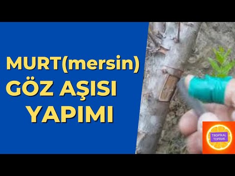 MERSİN MURT göz aşısı nezaman nasıl yapılır grafting 05326791777