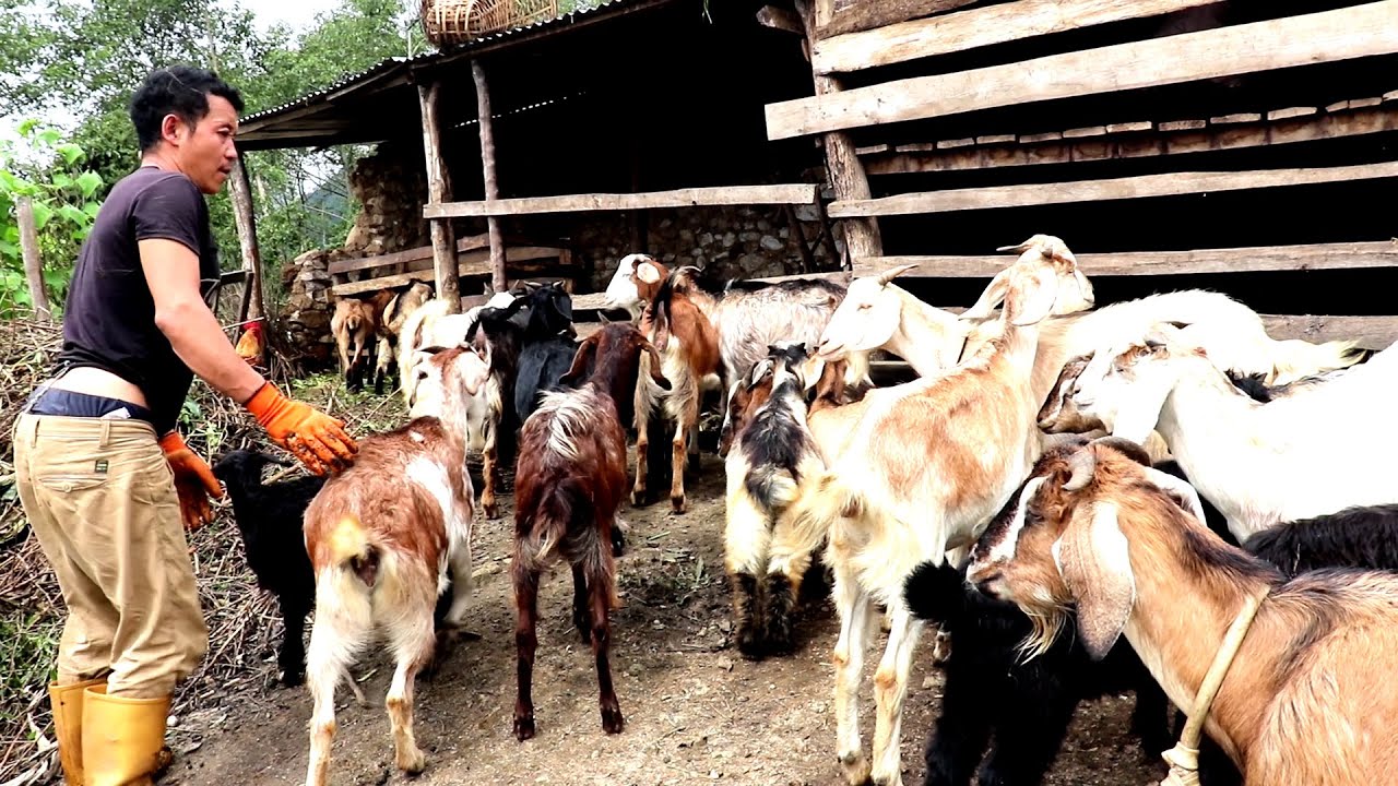 Life with Nature || Video - 219 || A family in a Goat farm || Rural ...
