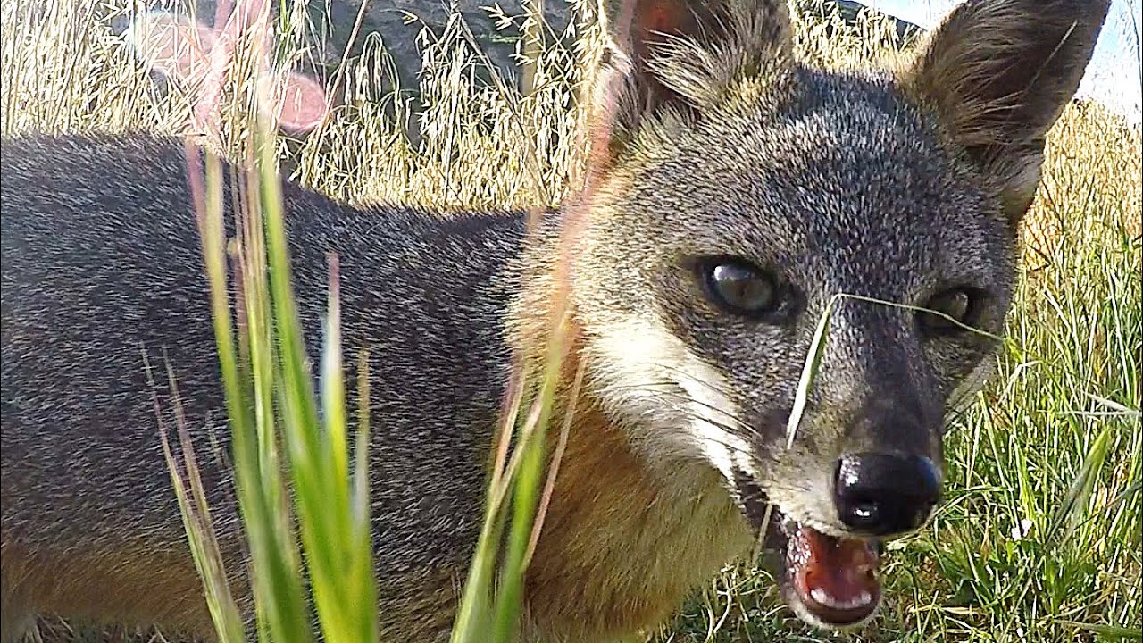 Fox Cam 2019, Santa Rosa Island, Channel Islands National Park - YouTube