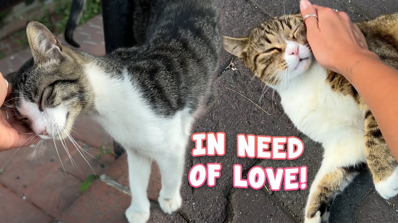 Patting Stray Cats In Need Of Love! - YouTube