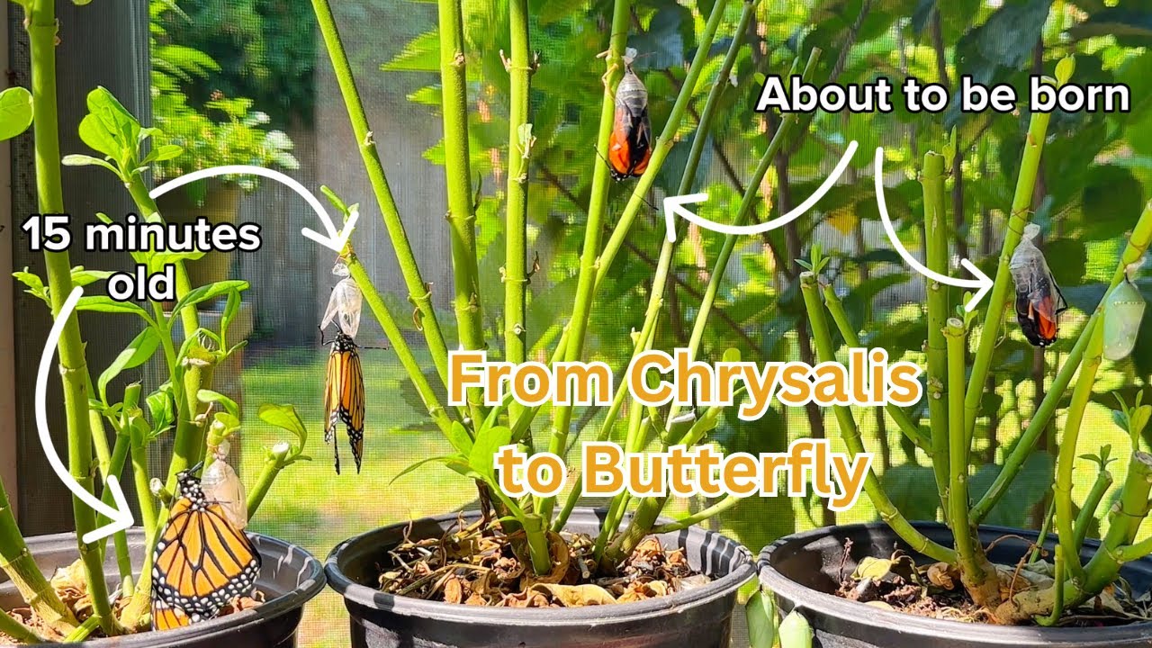 Monarch butterflies born and spreading their wings to fly | Chrysalis ...
