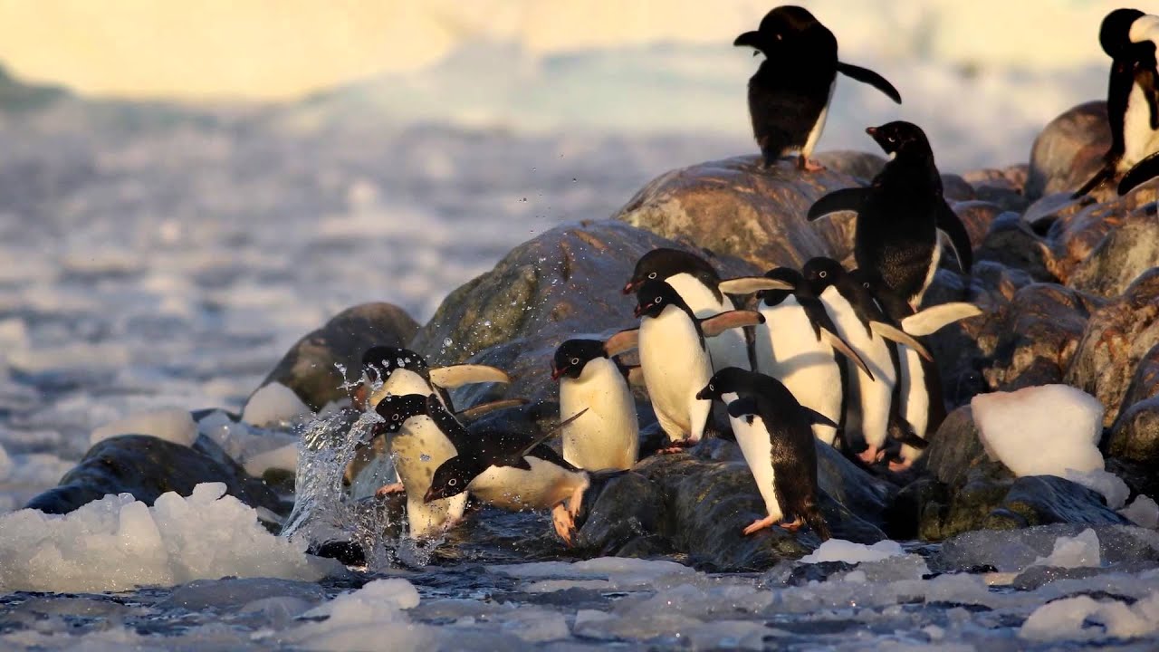 Penguins: Climate's Canaries in the Coal Mine - YouTube