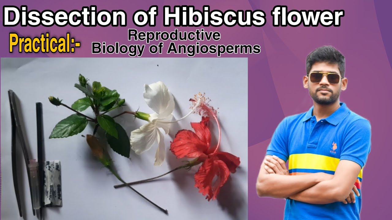 Dissection of Hibiscus flower and complete explanation || practical B ...