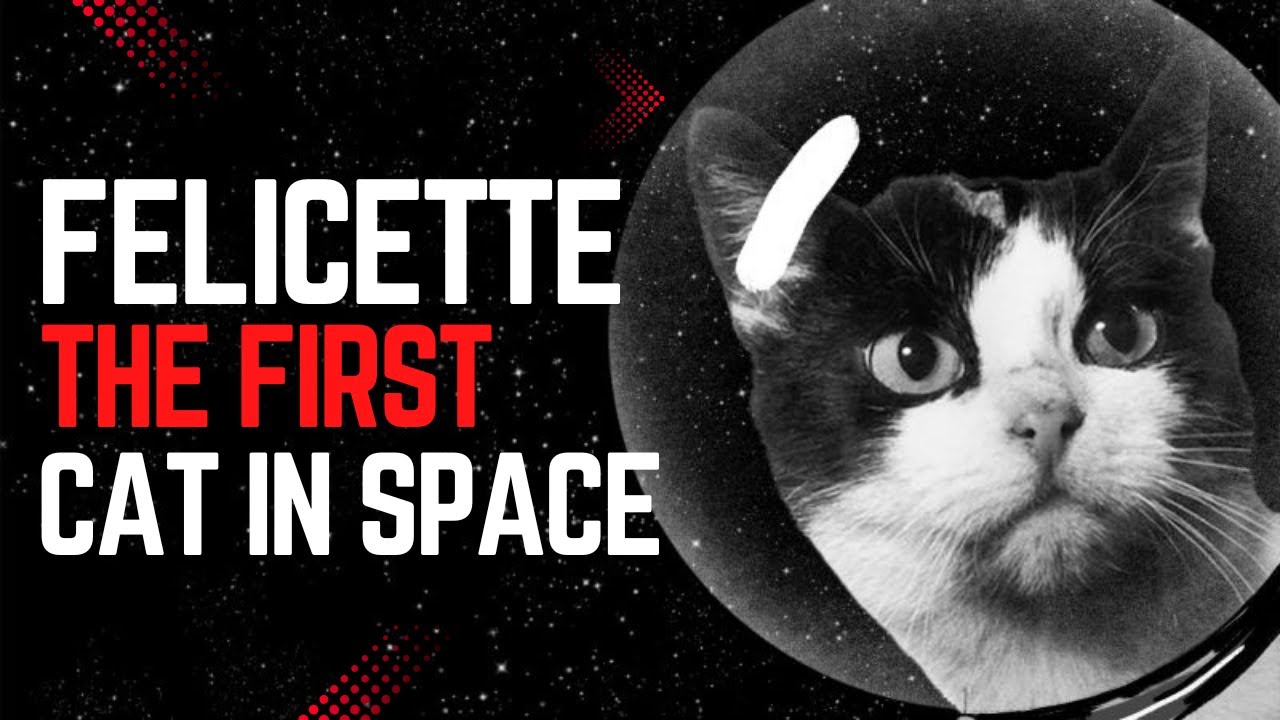 Félicette: The First Cat in Space (And the Tragic Story That Followed ...