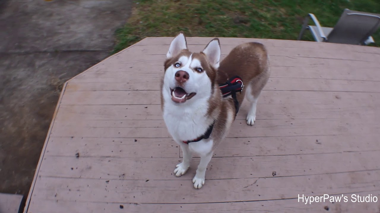 Monster Möak -- Siberian Husky Puppy -- Playing in Backyard - YouTube