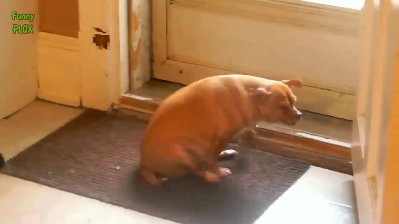 Boot Scootin Boogie - Doggie Style - YouTube