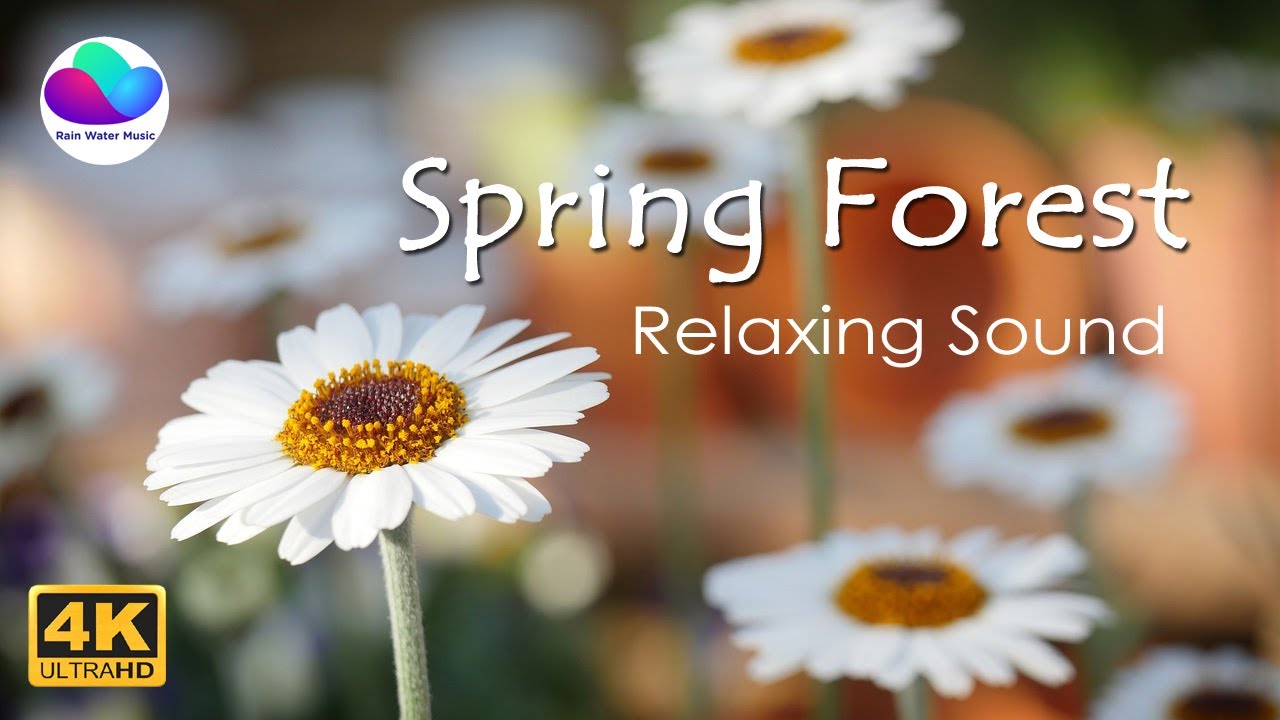 Spring Forest Relaxing Sounds || Meditation || Rain Water Music - YouTube
