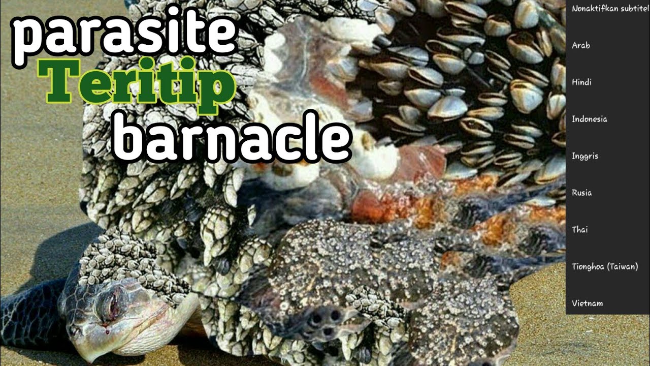 Membersihkan Parasit yang Mengganggu, Satisfying / teritip / barnacle . - YouTube