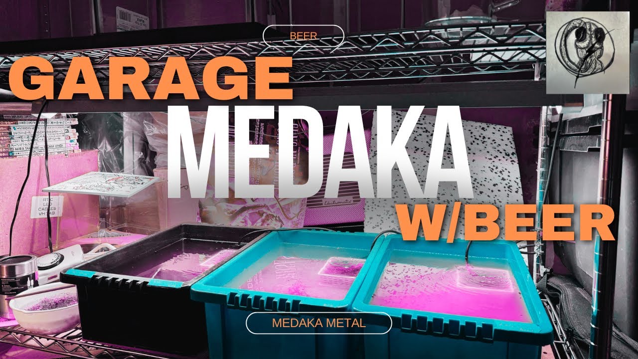 【MEDAKA】Medaka from the Garage. Red Cliff G2 & Metal Riff F2 # ...