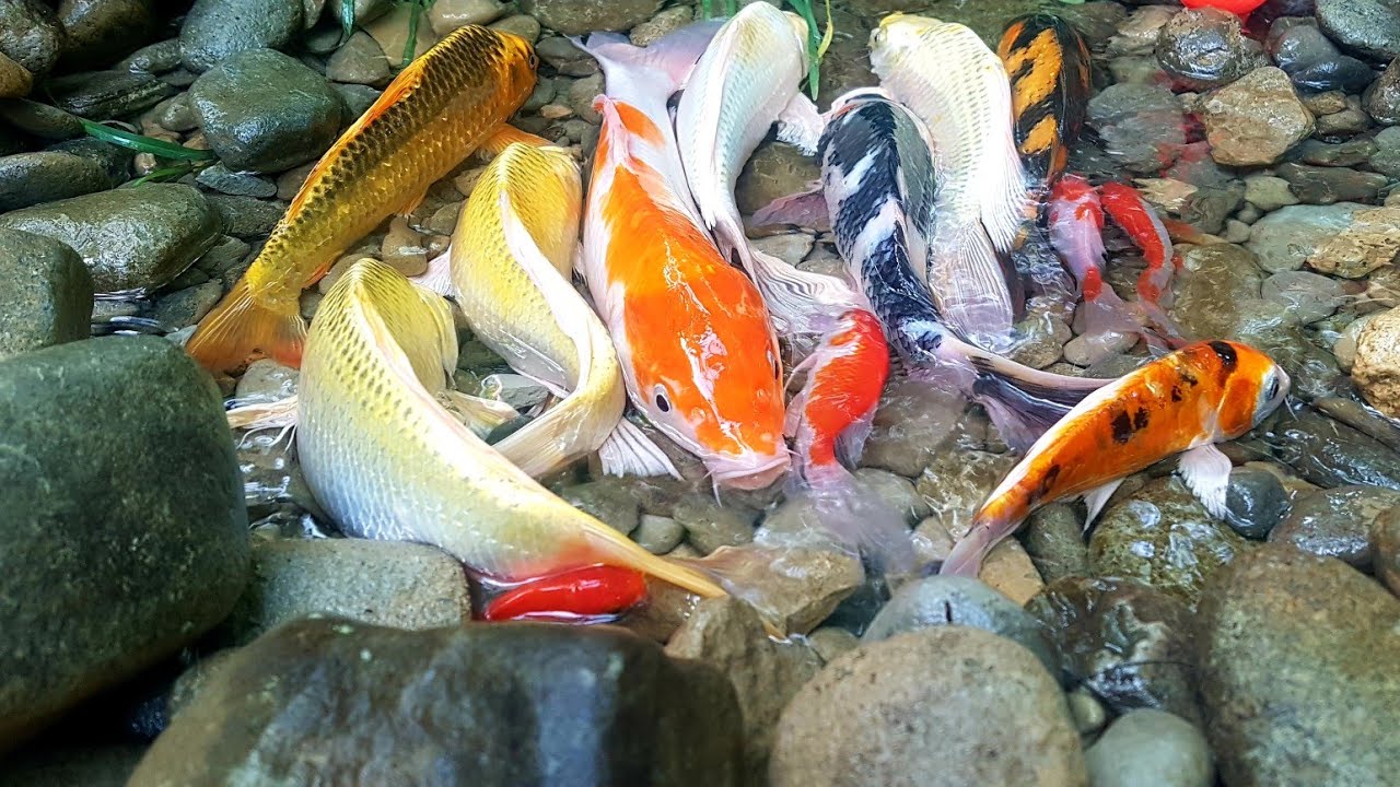 Mencari Ikan Hias, Ikan Cupang Asli, Ikan Koi Asli, Ikan Komet Asli ...