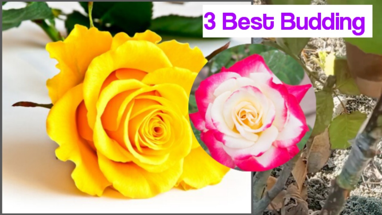 Rose grafting / Rose Budding / Growing Roses / Rose gardening / Multi ...