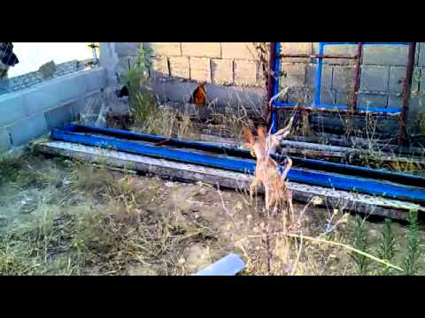 podencos portugueses enanos jose 4 - YouTube