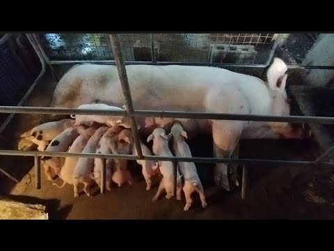 Short Update sa Baboyan | dumami na Ang produce na piglets na F1 at F2 ...