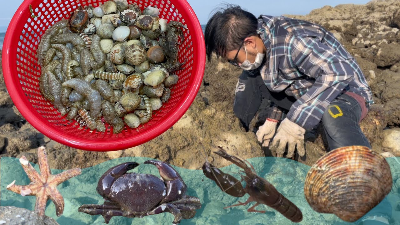 Go Digging For Clams & Rare Sea Cucumbers - Explore The Mysterious ...
