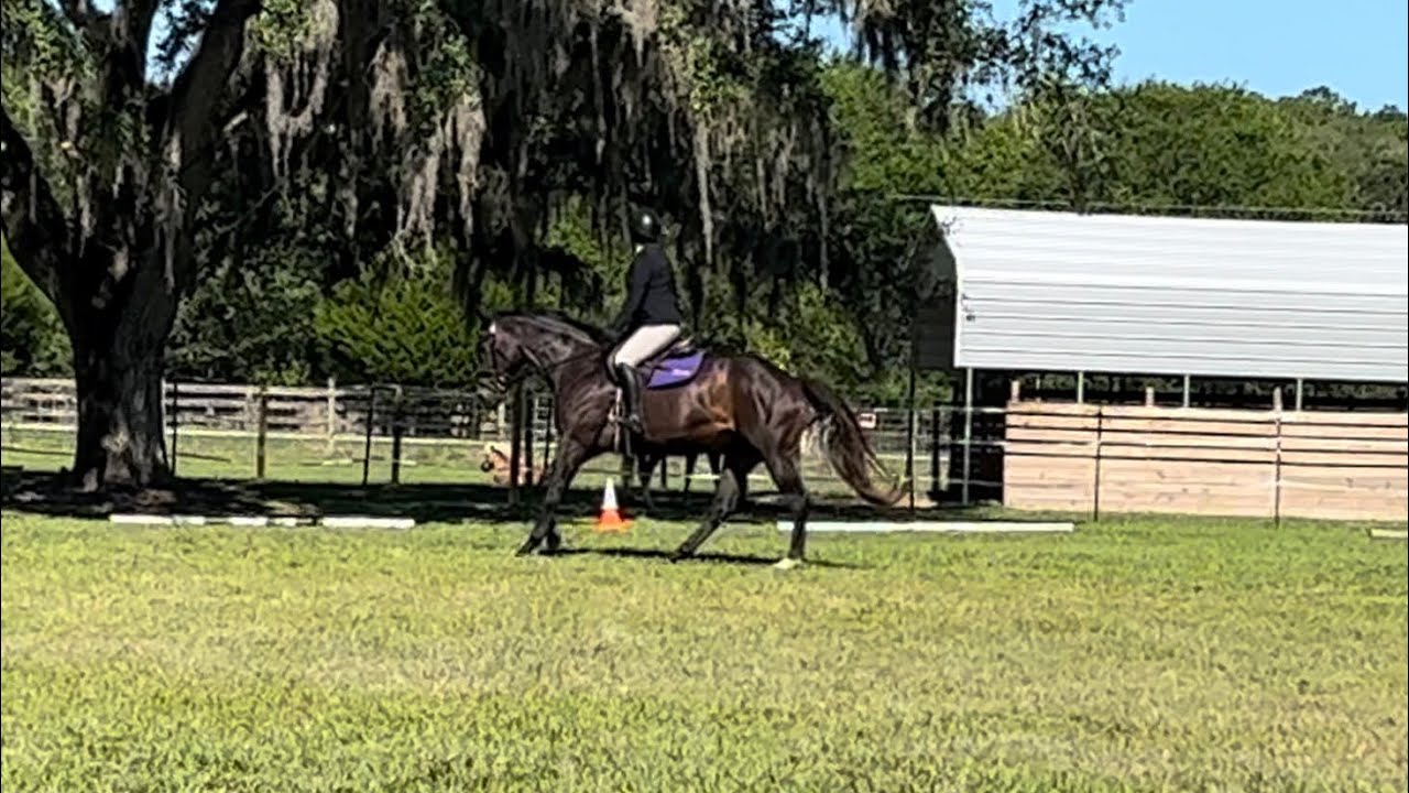 Brianna Juhl & Here Comes Honey - USDF Intro Test C - YouTube
