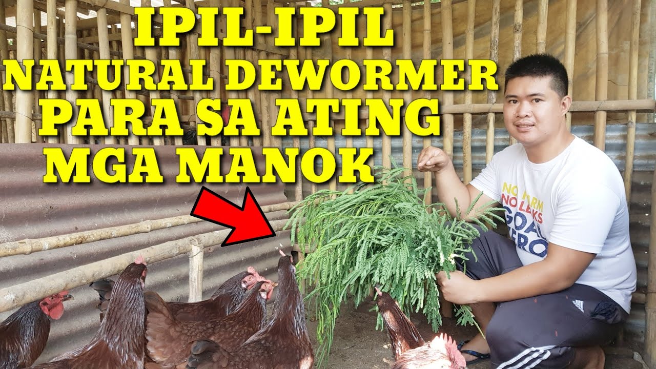 NATURAL DEWORMER PARA SA ATING MGA ALAGANG MANOK AT UPDATE SA MGA ...