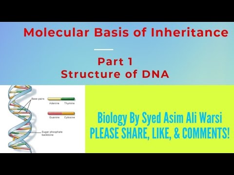 Molecular Basis Of Inheritance/ Structure of DNA/🧬 / Lecture 1 2024 ...
