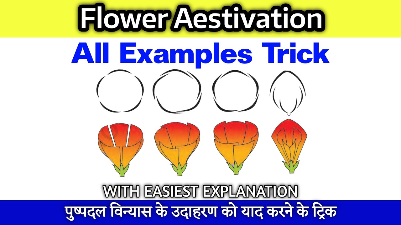 FLOWER AESTIVATION WITH TRICKS - YouTube