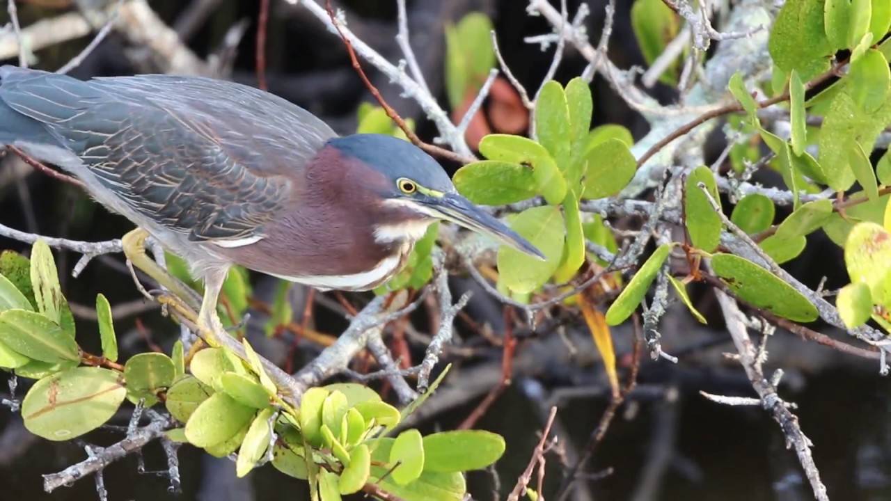 Green heron catches a fish - YouTube