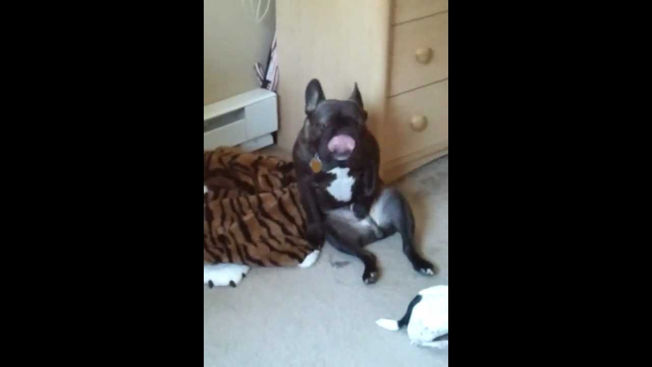 French Bulldog Playing His Banjo - YouTube