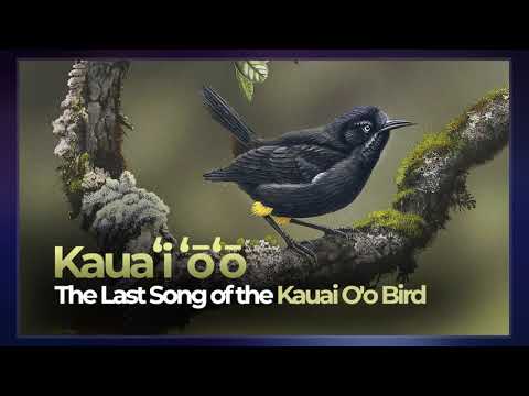 Kauaʻi ʻŌʻŌ - YouTube