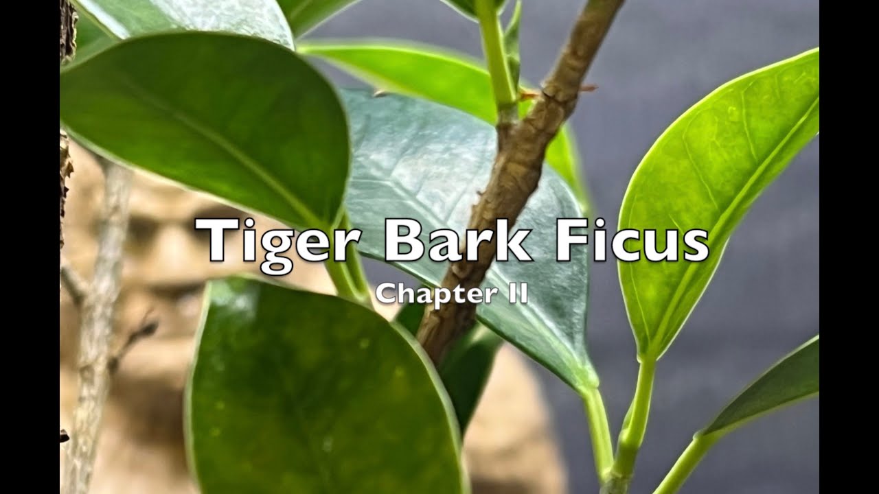 Tiger Bark Ficus PreBonsai Chapter II Bald Yeti - YouTube
