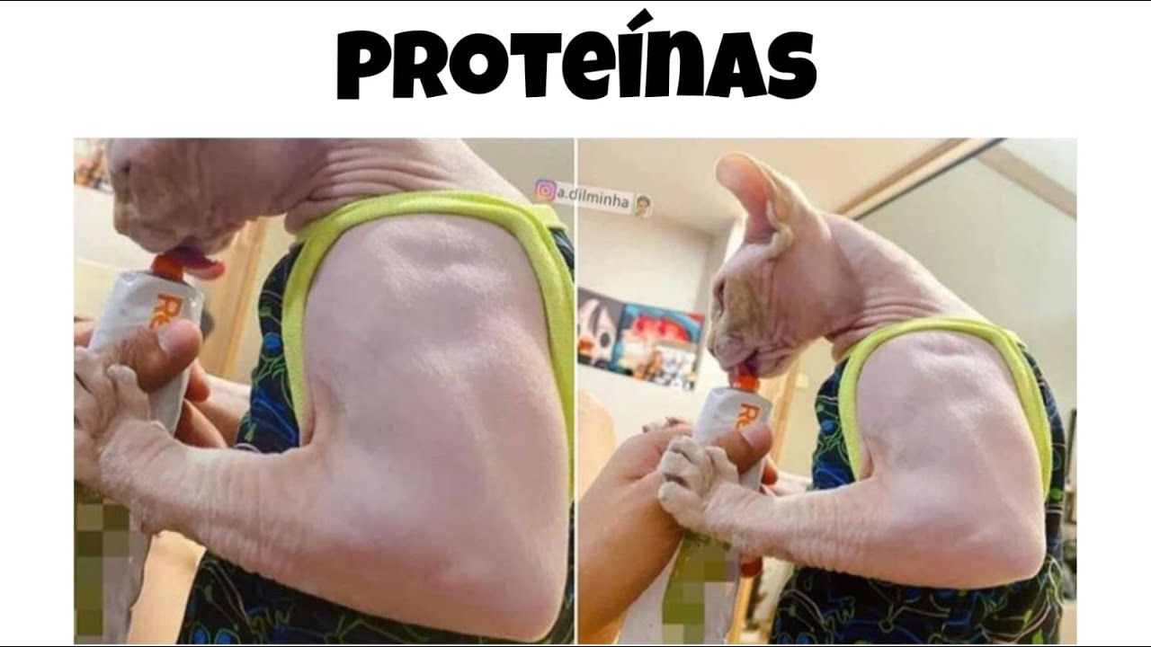 Proteínas - MEMES EM IMAGENS ENGRAÇADOS - YouTube