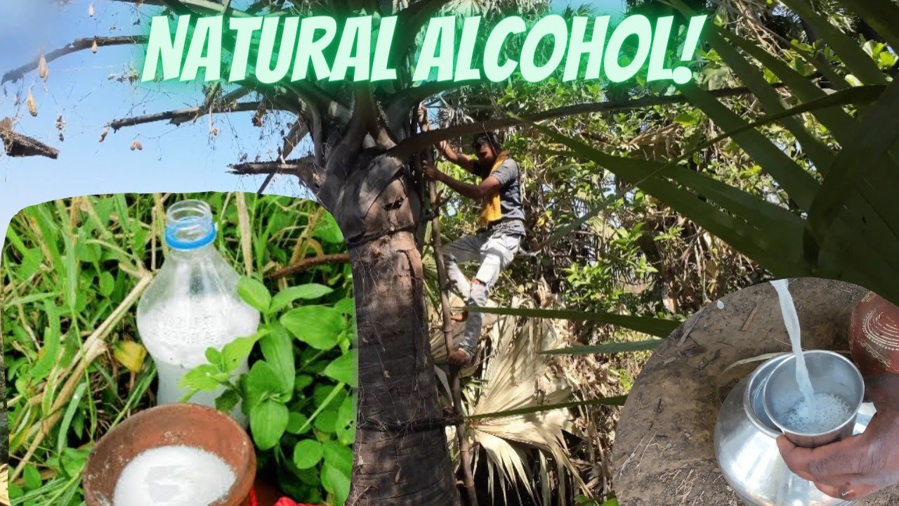 कभी देखा है ताड़ी केसे उतारी जाति है? Tadi/Palm Wine Making | - YouTube