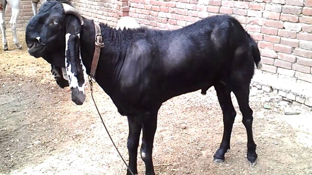 Male Goat Farming In Hindi बकरा पालन - YouTube