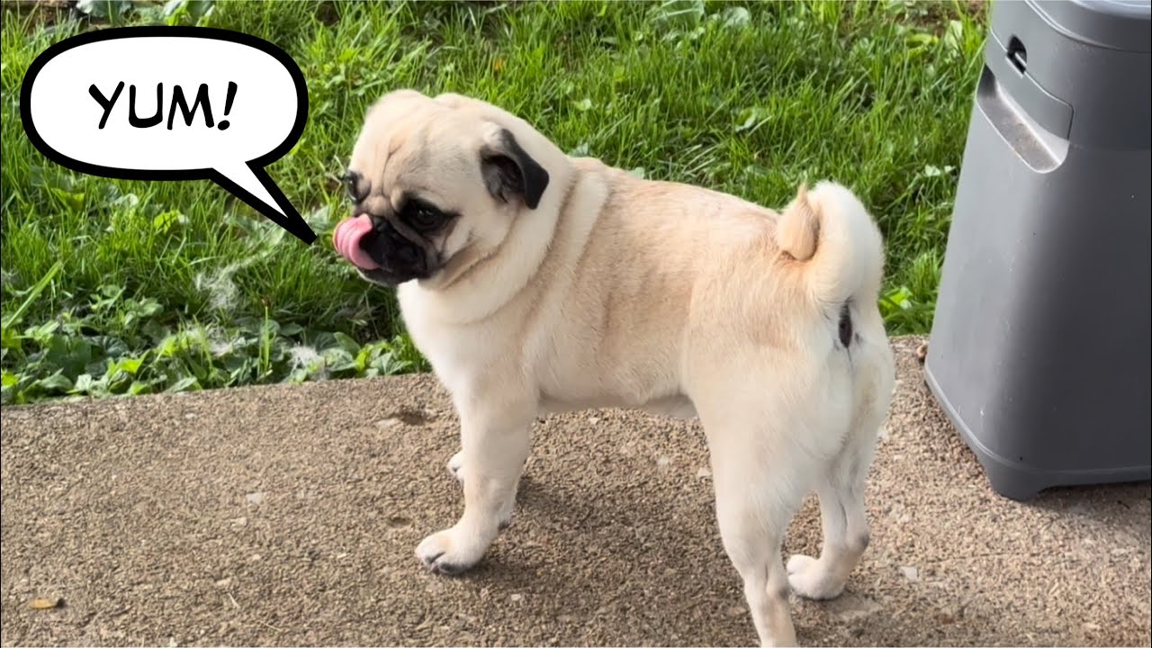 Do you ever yell at your Pugs? - YouTube