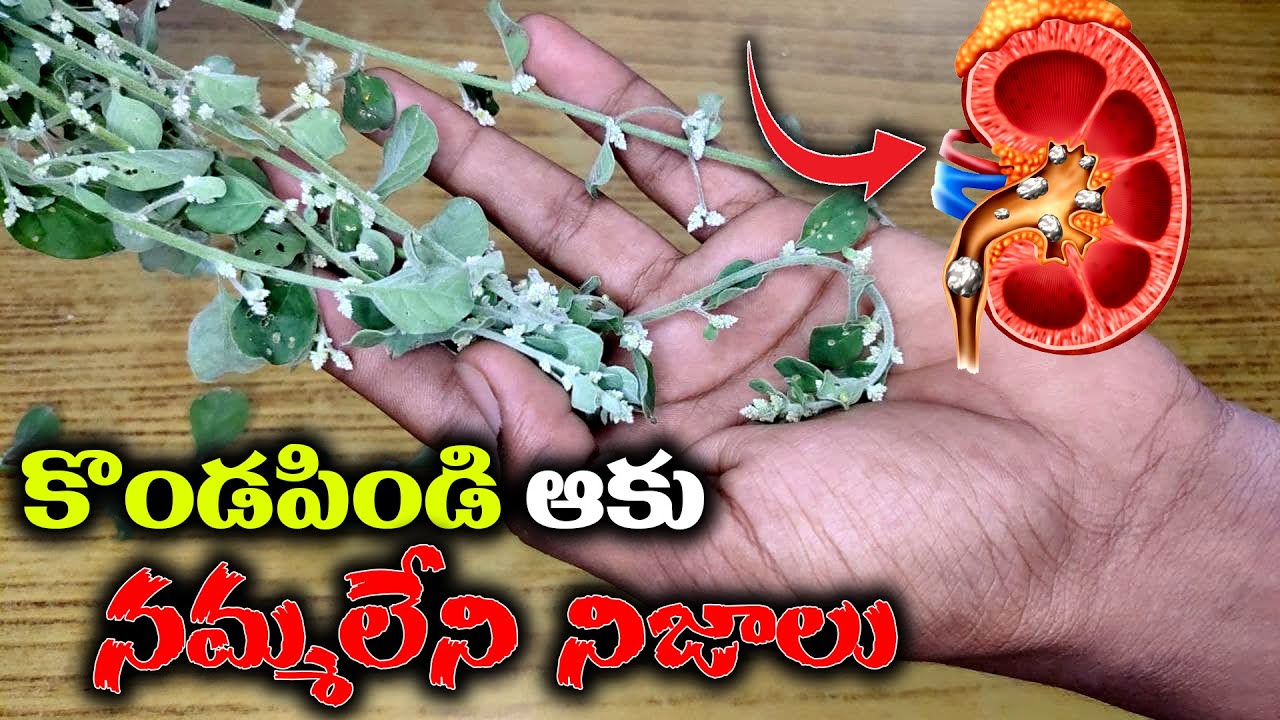 కొండపిండి ఆకు గురించి ఈనిజాలు తెలియక పోతే చాలా నష్టపోతారు || konda ...