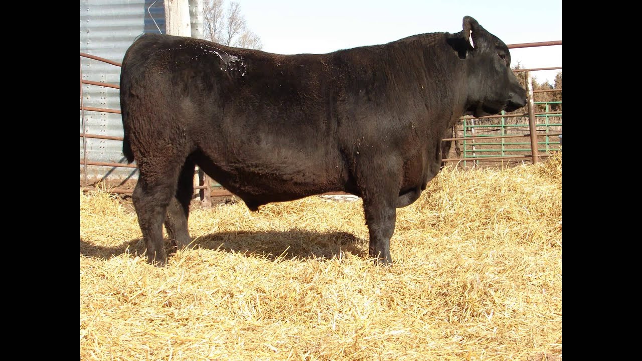 Dusty Prairie Ranch - Video Short - YouTube