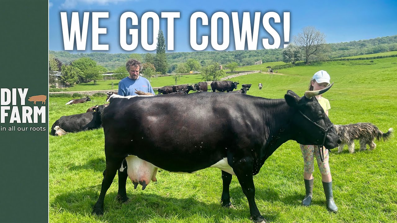 GETTING A HOUSE COW - Collecting our new Rare Breed Cows 🐄 - YouTube
