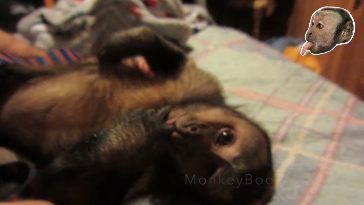 Capuchin MonkeyBoo takes Over the Camera! - YouTube