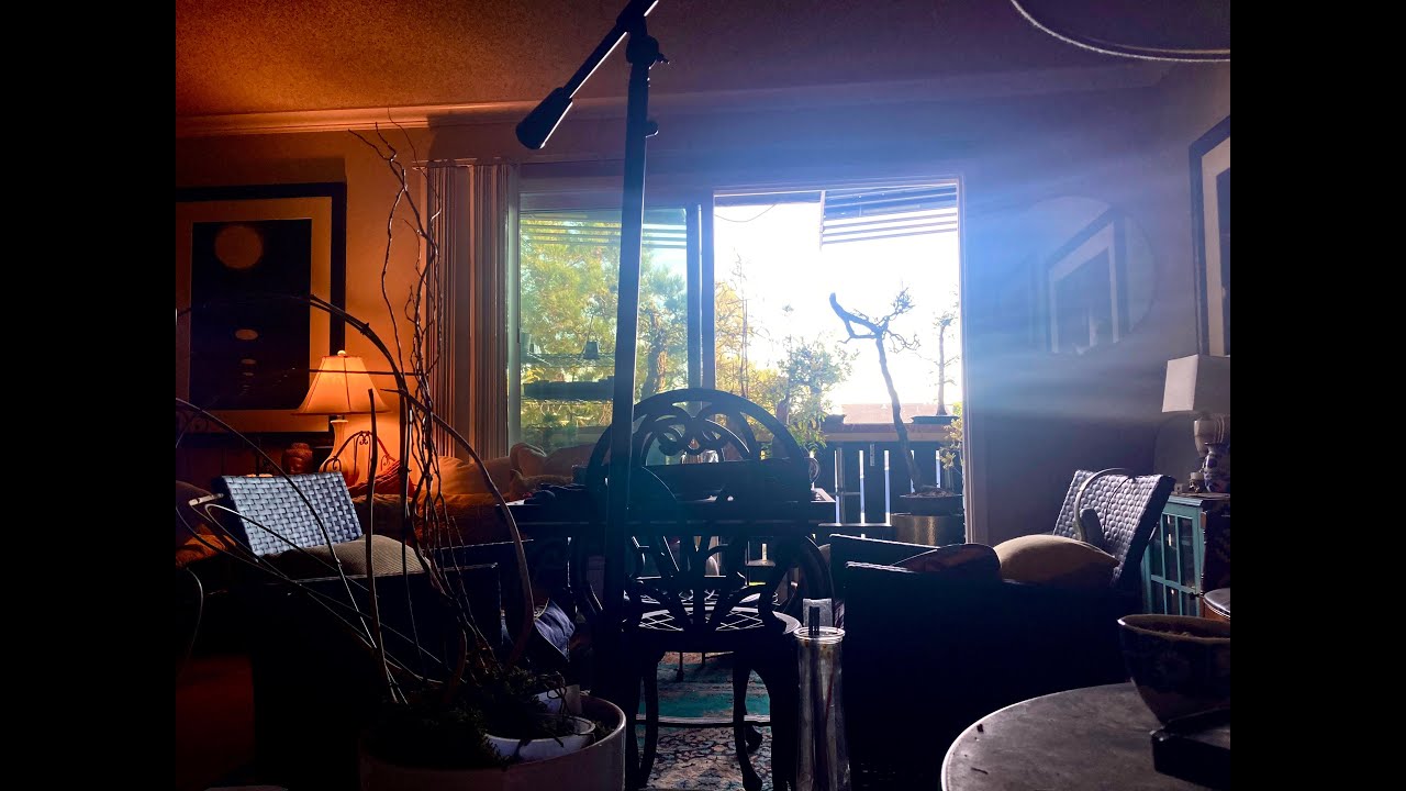 Patricia O'Connor, The Bonsai Balcony: Our space and Tree count ...