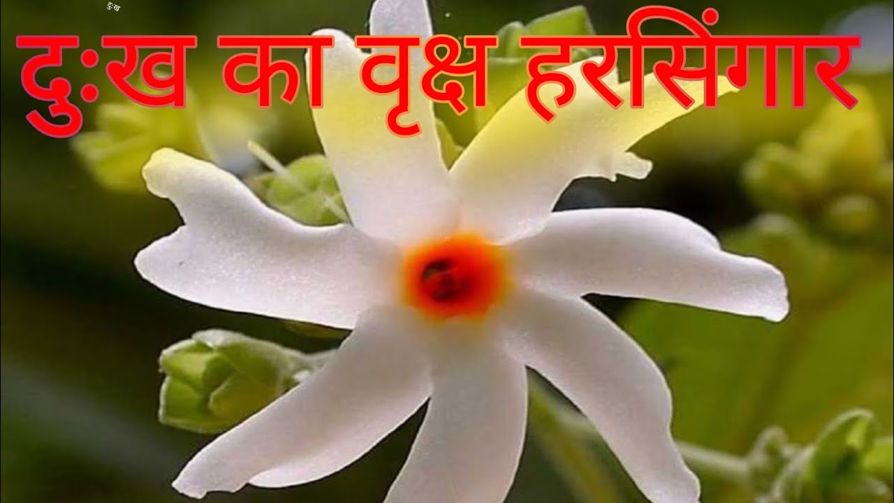 दुःख का वृक्ष हारसिंगार, Harsingar tree of Sorrow ,Parijaat - YouTube