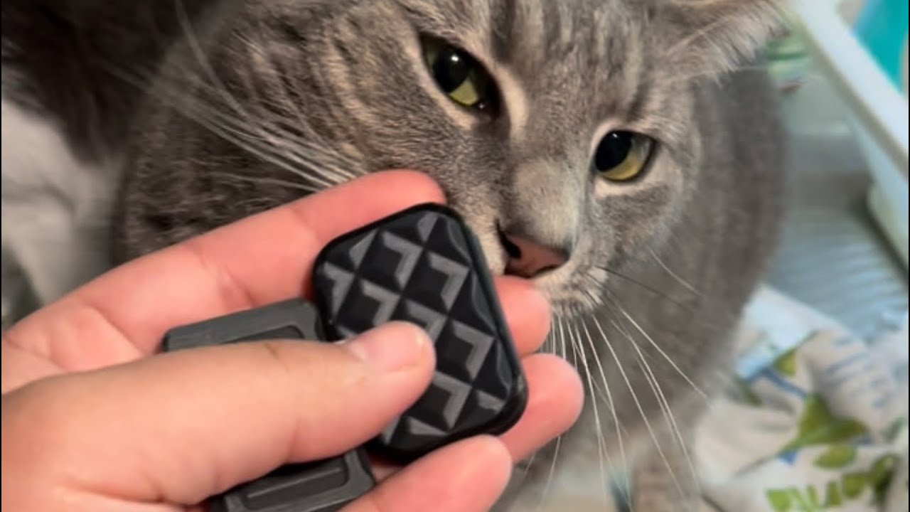 Fidget cat loves her some 3D Sliders! - YouTube